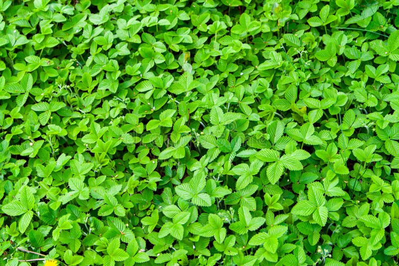 Fresh Strawberry Leaves, Top View. Strawberry Field Stock Image - Image ...