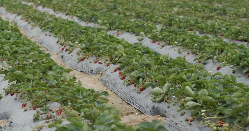 Fresh Strawberry plant stock image. Image of fields - 207811831