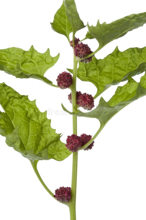 Blitum Capitatum Stock Photos - Free & Royalty-Free Stock Photos from ...