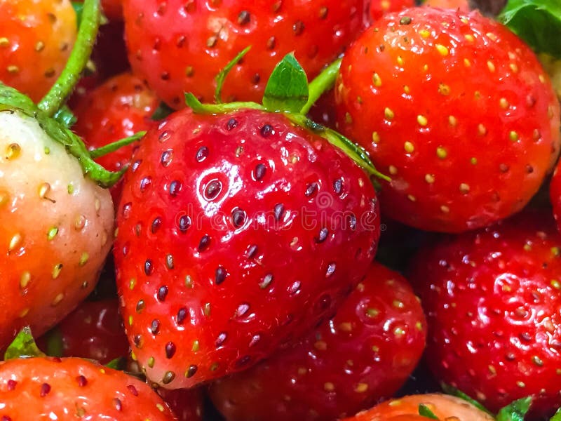 Fresh strawberry stock photo. Image of strawberry, background - 289152082