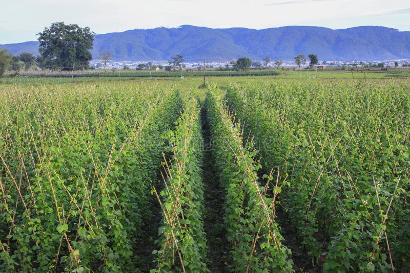 Fresh string bean field stock image. Image of agriculture - 103693413