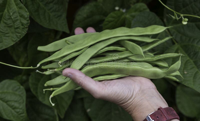 Fresh String Beans Growing on a Plant in the Vegetable Garden Stock ...