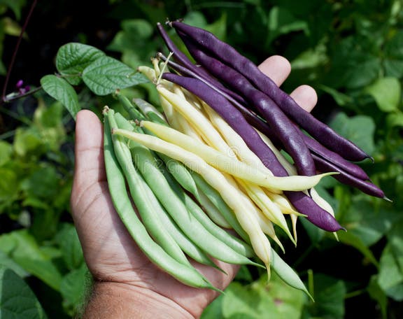 Fresh String Beans in Man S Hand. Stock Photo - Image of garden ...