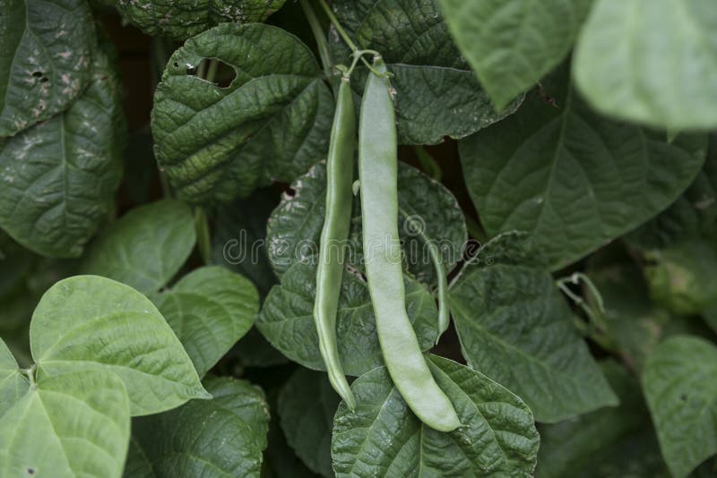 Fresh String Beans in the Vegetable Garden Stock Photo - Image of diet ...