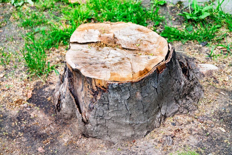 Fresh Stump, a Cut Tree, Roots from a Tree Stock Image - Image of ...