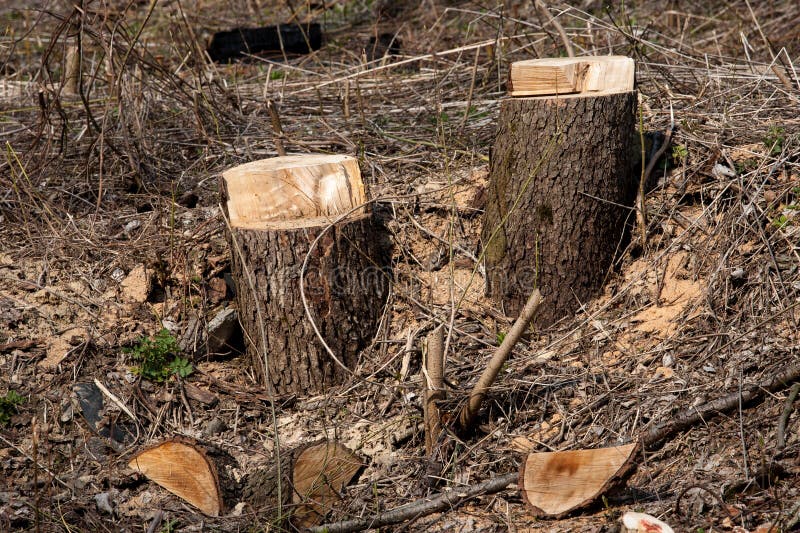 Fresh stumps stock photo. Image of stump, fresh, sawing - 28874888