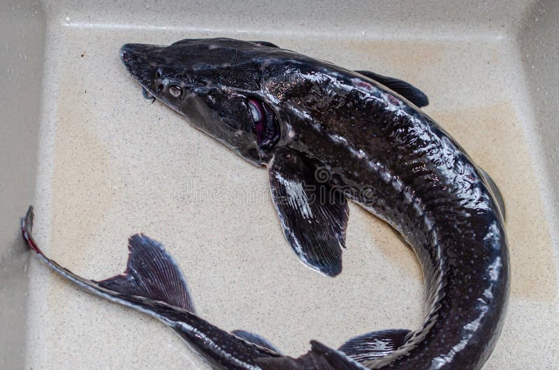 Fresh Sturgeon Fish on a Cutting Table in the Kitchen Stock Photo ...