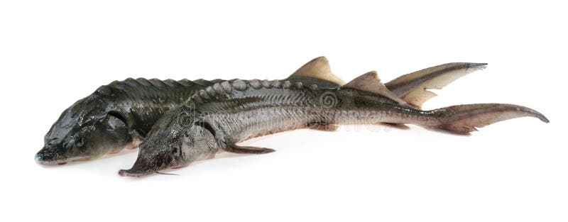 Fresh Sturgeon Fish Isolated on White Stock Image - Image of closeup ...