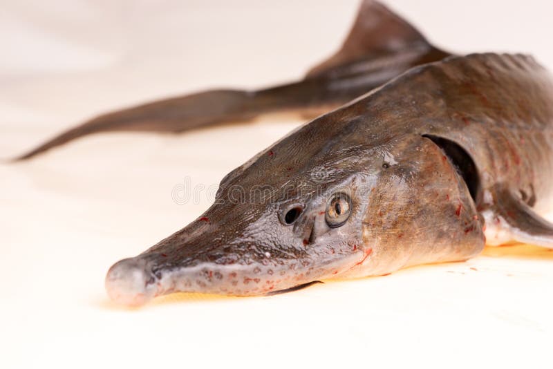 Fresh Sturgeon from the Fish Market Stock Photo - Image of gourmet ...