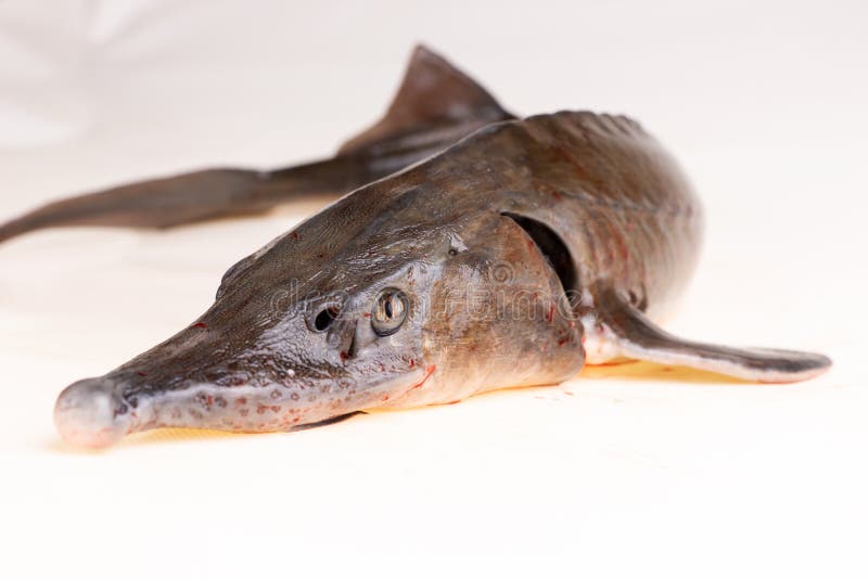 Fresh Sturgeon from the Fish Market Stock Image - Image of diet ...