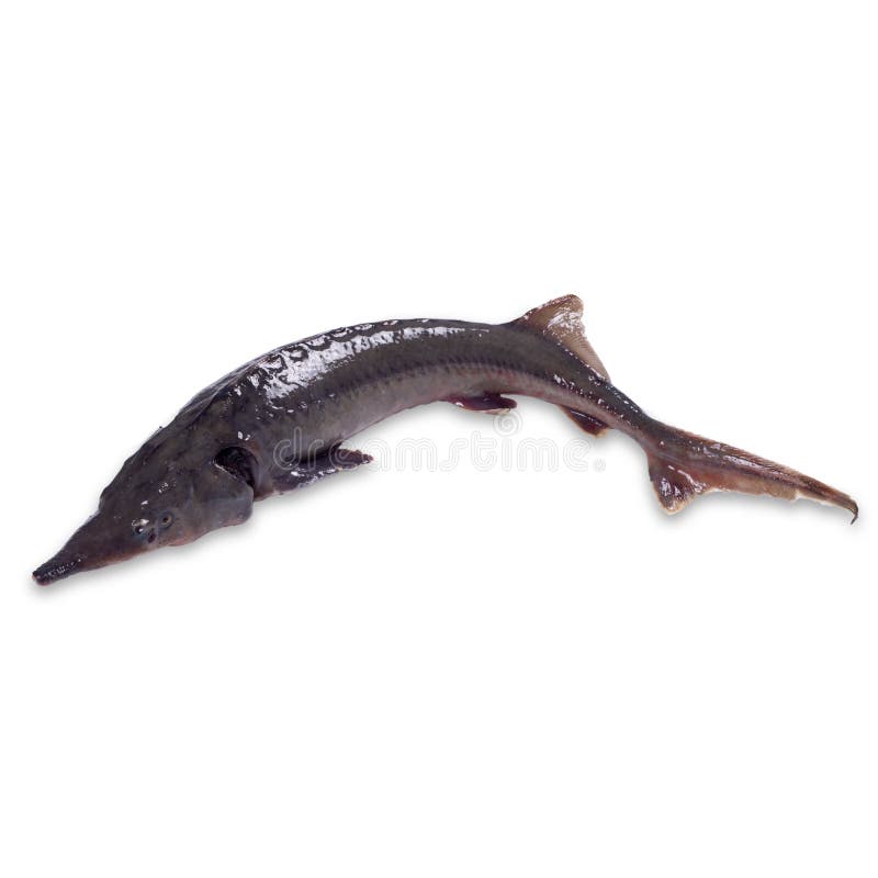Fresh Sturgeon Fish on White. Stock Photo - Image of black, nutrition ...