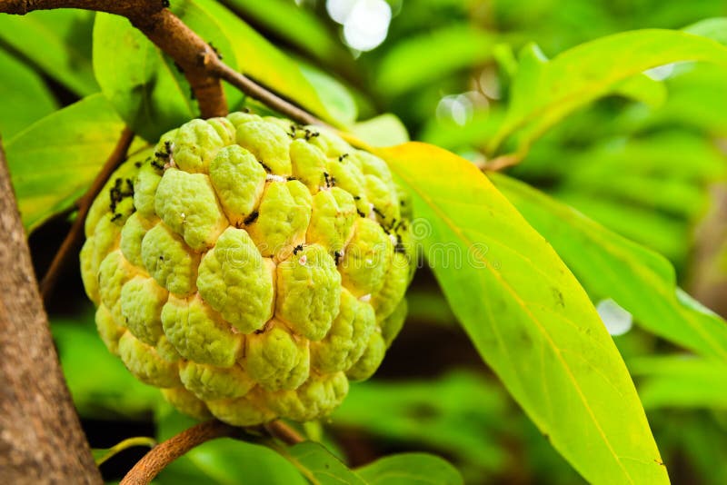 Fresh sugar apple on tree stock photo. Image of round - 26278468