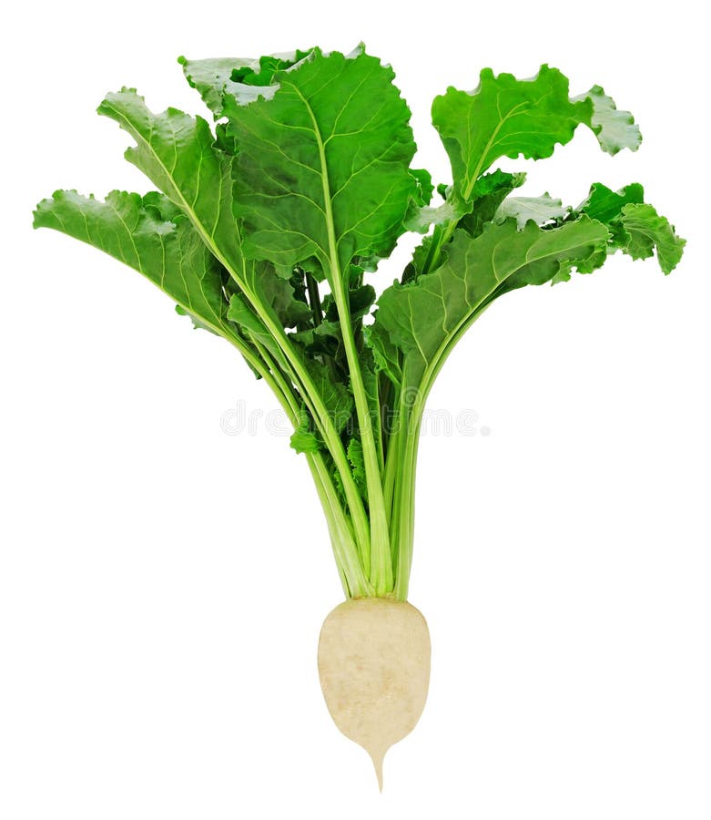 Growing sugar beet stock image. Image of brown, soil - 20639659