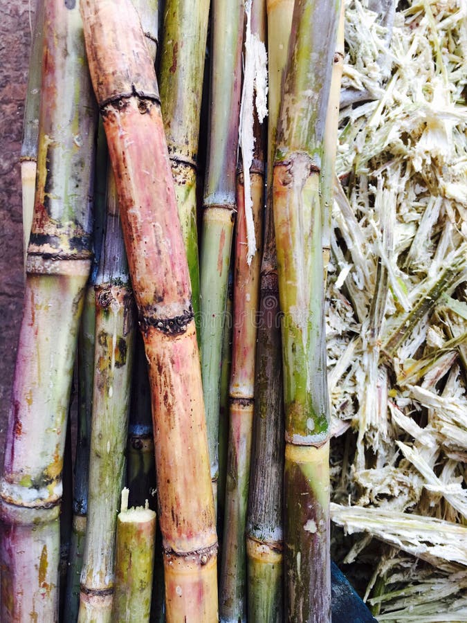 Fresh sugar cane stock photo. Image of sugarcane, sugar - 88237420