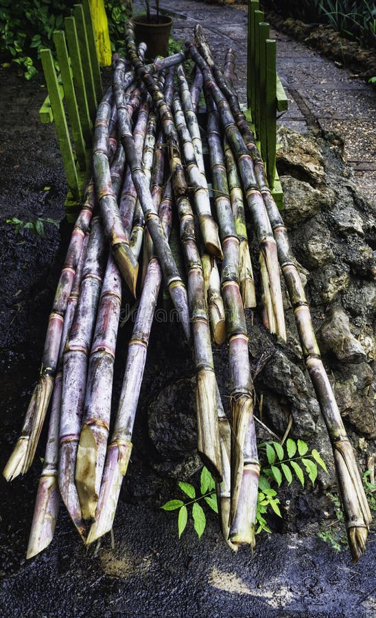 Bundles of raw sugar cane. stock image. Image of crops, cane - 46443