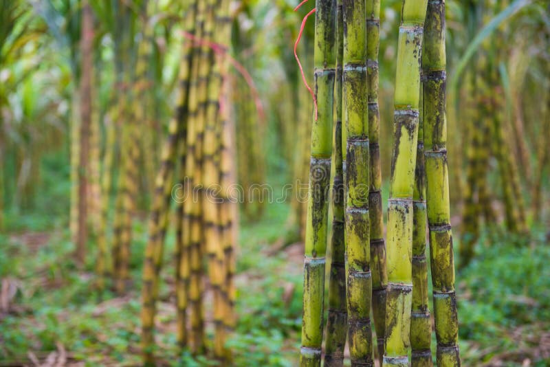 Sugarcane Bunch stock photo. Image of bunch, sweet, canes - 6571248