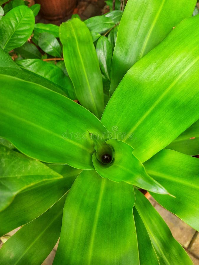 101 Suji Leaf Stock Photos - Free & Royalty-Free Stock Photos from ...