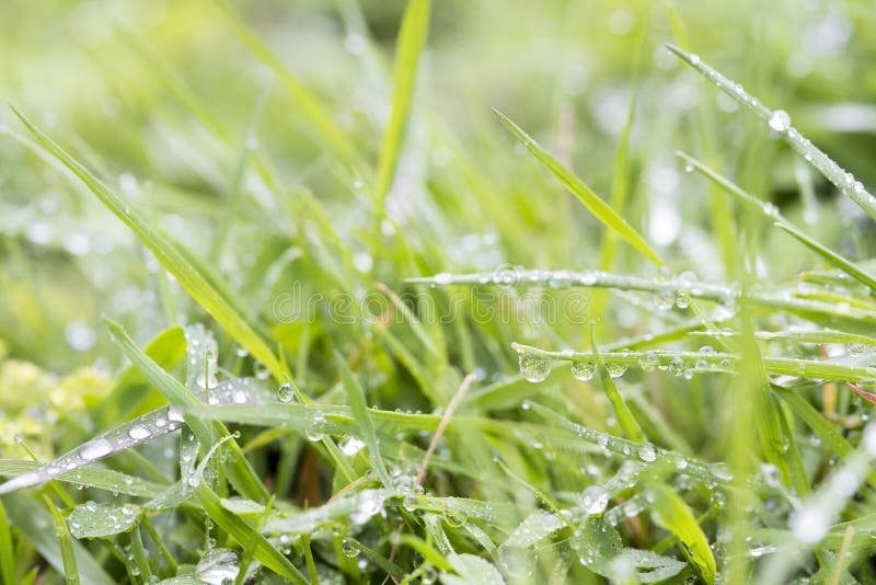 Grass and Stems Scattered with Waterdrops Stock Photo - Image of drops ...