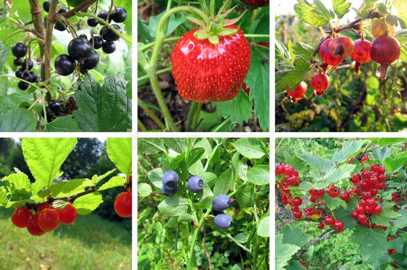 Fresh Summer Berry Collection Stock Image - Image of beautiful, organic ...