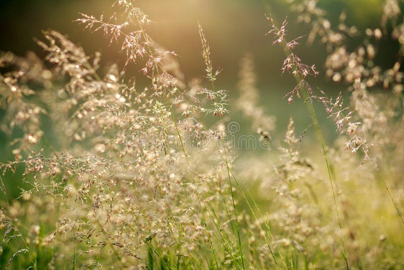 Oil Field at Dawn stock photo. Image of field, refining - 26999470