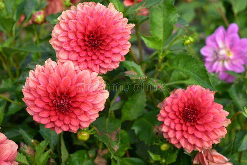 Beautiful summer flowers stock photo. Image of summer - 106503472