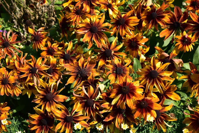 Beautiful summer flowers stock image. Image of fresh - 106504583