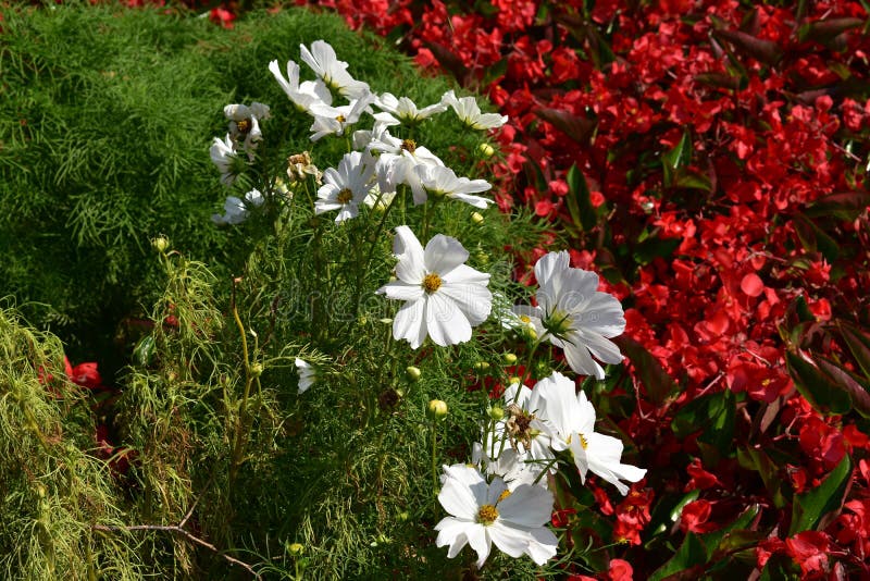 Beautiful summer flowers stock photo. Image of spring - 106505176