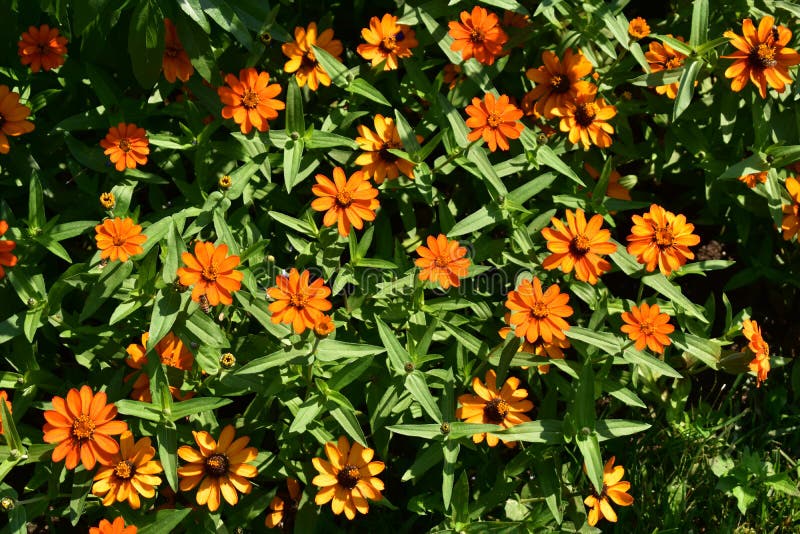 Beautiful summer flowers stock photo. Image of flowers - 106505184