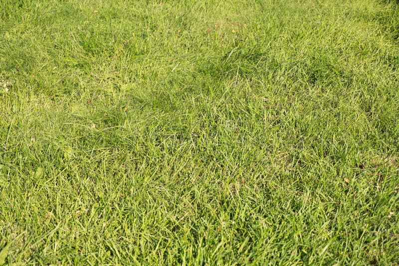 Fresh Summer Green Grass Background Stock Image - Image of nature, lush ...