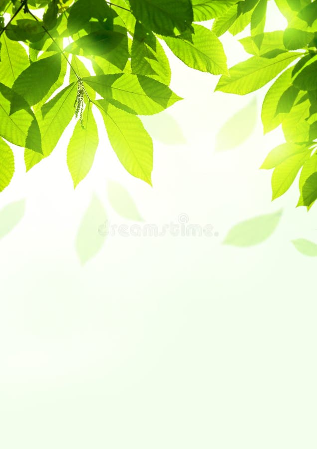Fresh Summer Leaves stock image. Image of template, modern - 34573611