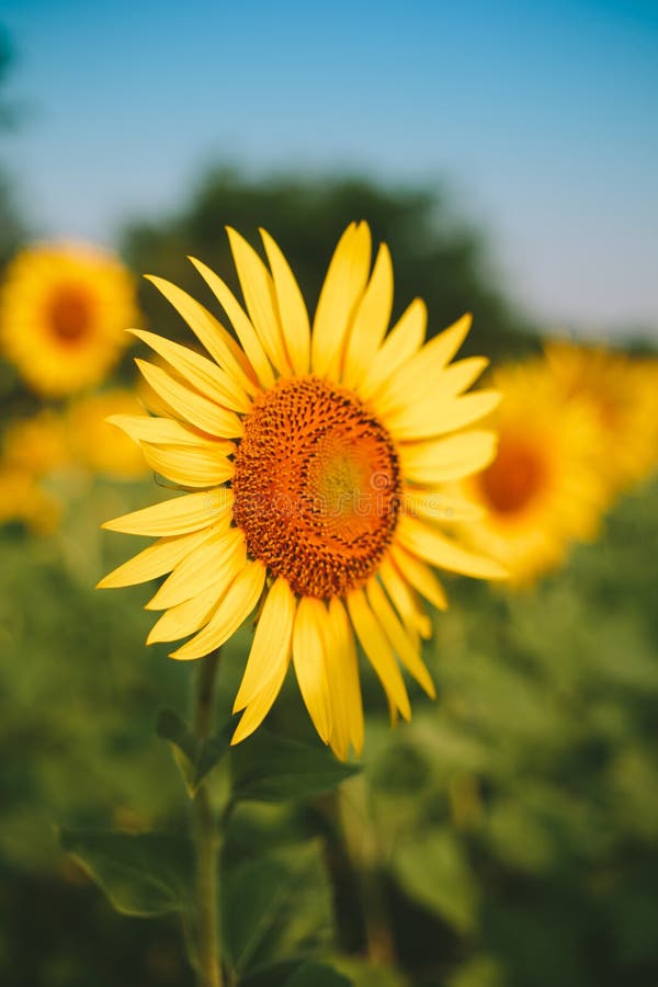 Sunflower field on Sunrise stock image. Image of country - 99162735