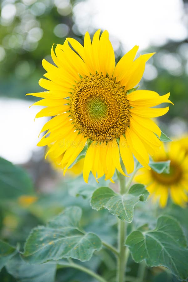 Fresh Sunflower from Garden Stock Photo - Image of fresh, yellow: 52841410