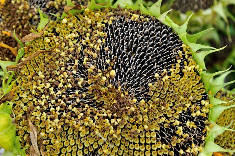 Fresh sunflower seeds stock image. Image of fresh, yummy - 105668633