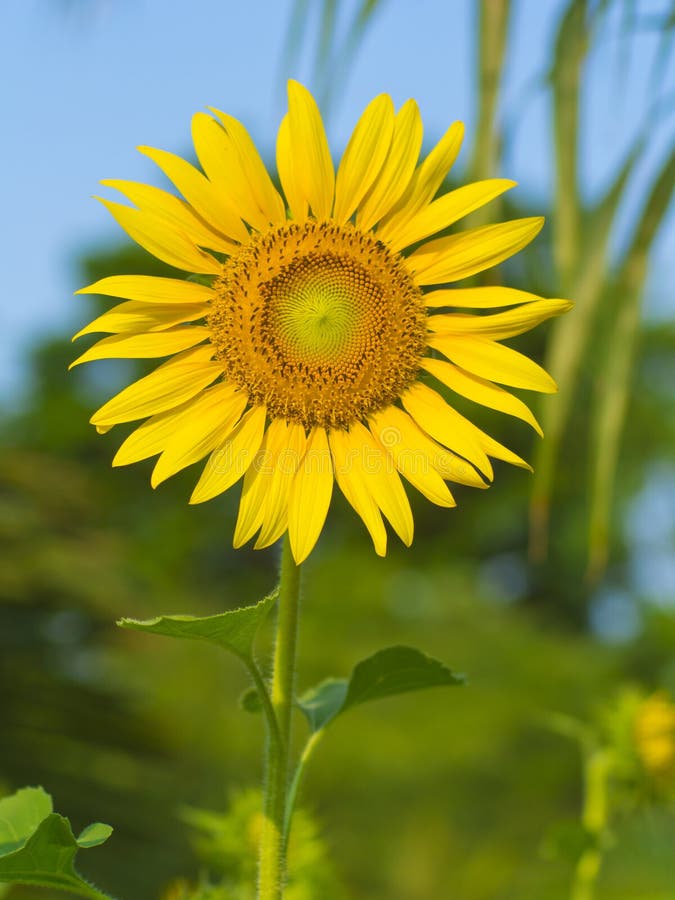 Fresh sunflower stock photo. Image of autumn, blooming - 33510524