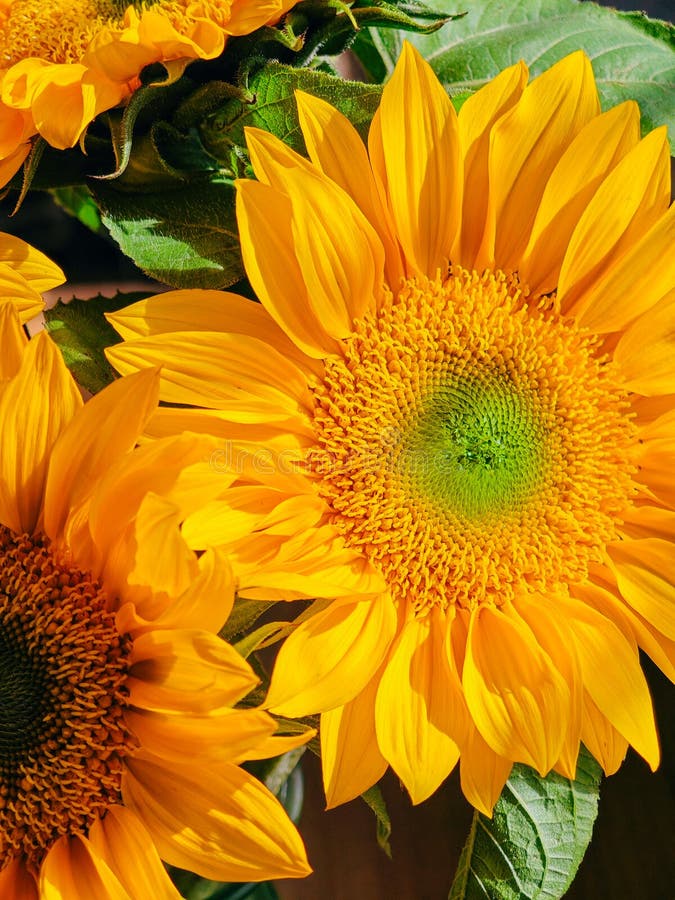 Sunflower in sunlight stock photo. Image of decorative - 101040926
