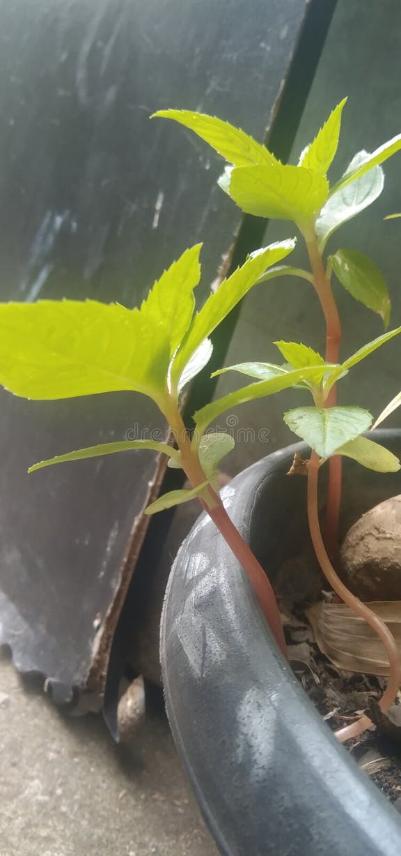 Fresh on a sunny morning stock image. Image of yang - 289010279