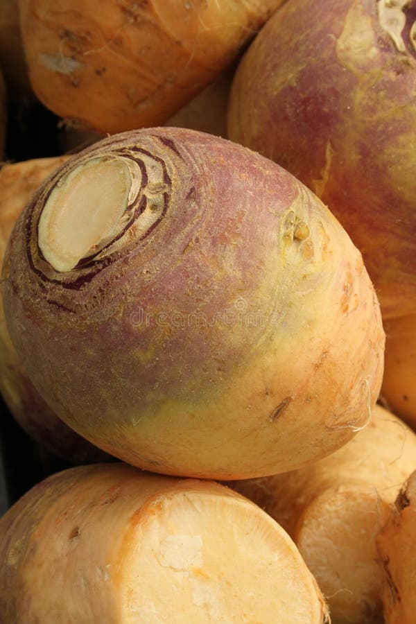 Fresh swede stock photo. Image of heavy, healthy, fresh - 23869848