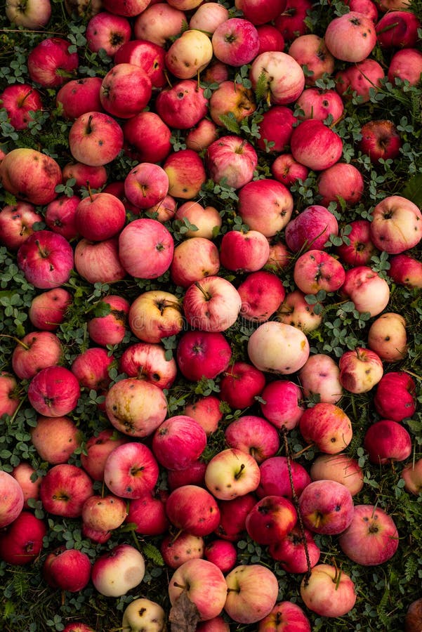 Catalina Zaharescu Tiensuu (Catarii) - Photographer profile