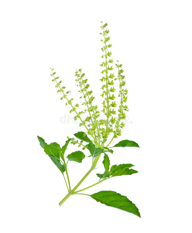 Fresh Sweet Basil Flower Isolated on a White Background Stock Photo ...