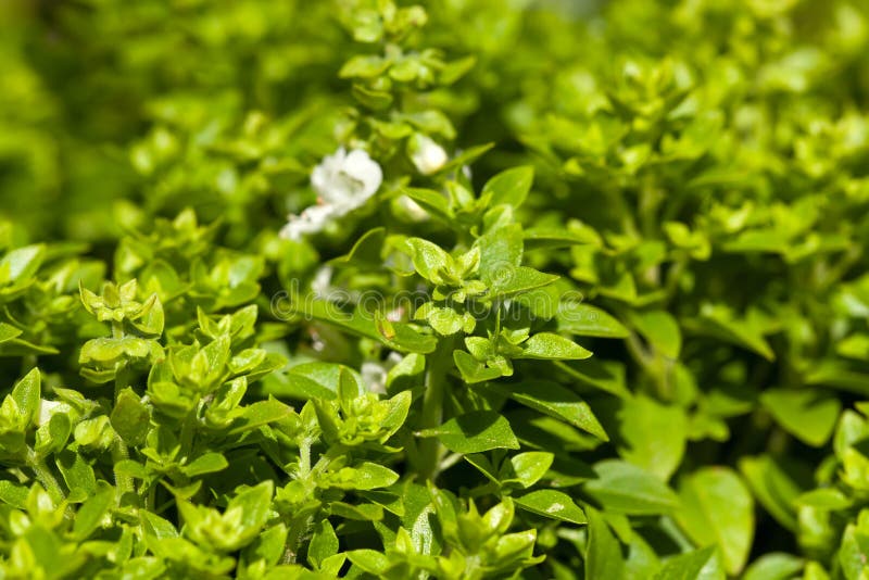 Fresh sweet basil plants stock image. Image of basil - 83724503