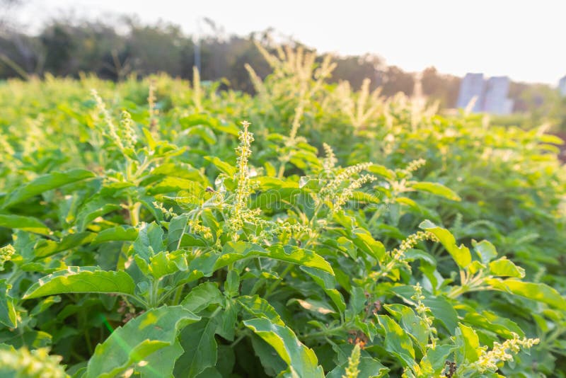 Fresh Sweet Basil, Thai Basil Tree Stock Image - Image of flower, green ...
