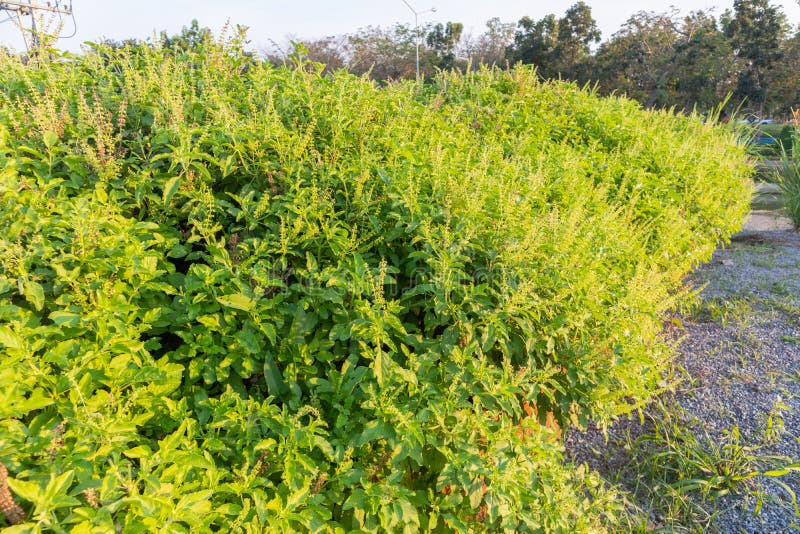 Fresh Sweet Basil, Thai Basil Tree Stock Photo - Image of freshness ...