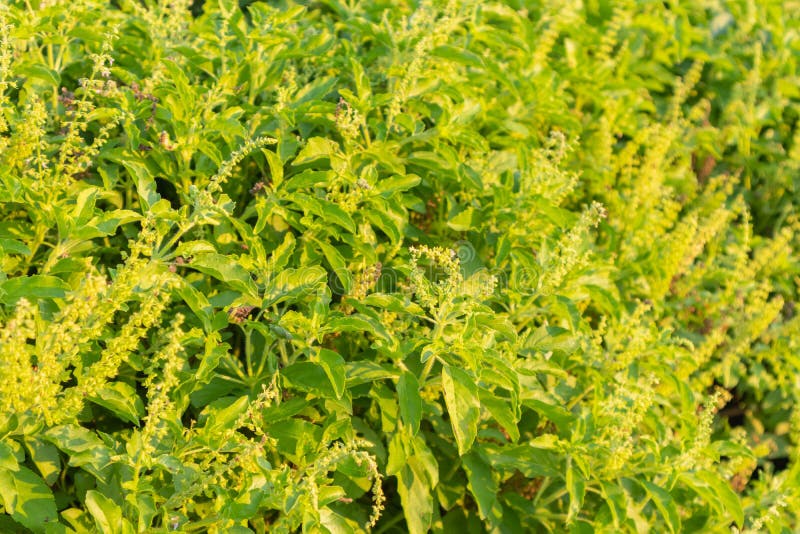 Fresh Sweet Basil, Thai Basil Tree Stock Image - Image of basil, herbal ...
