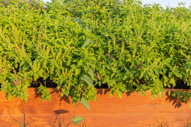 Fresh Sweet Basil, Thai Basil Tree Stock Image - Image of herb, bunch ...