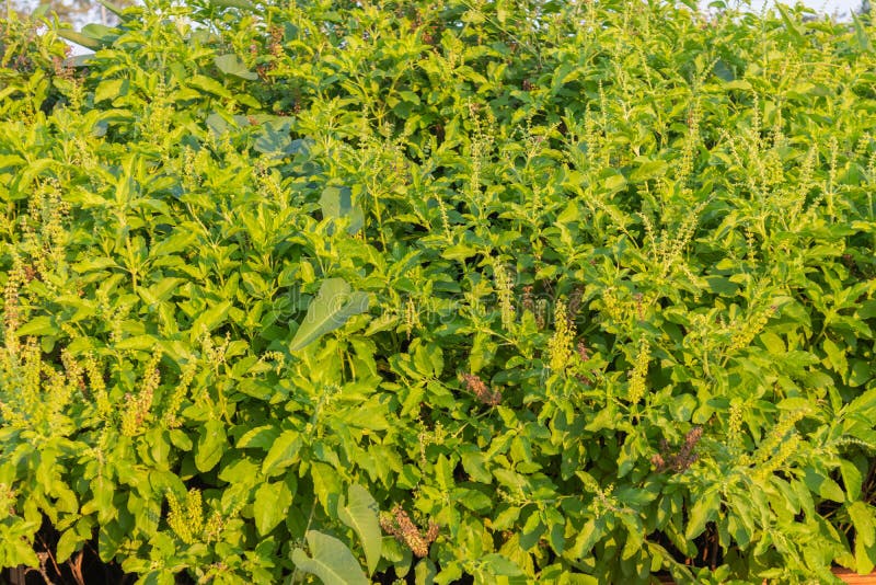 Fresh Sweet Basil, Thai Basil Tree Stock Image - Image of asian, green ...