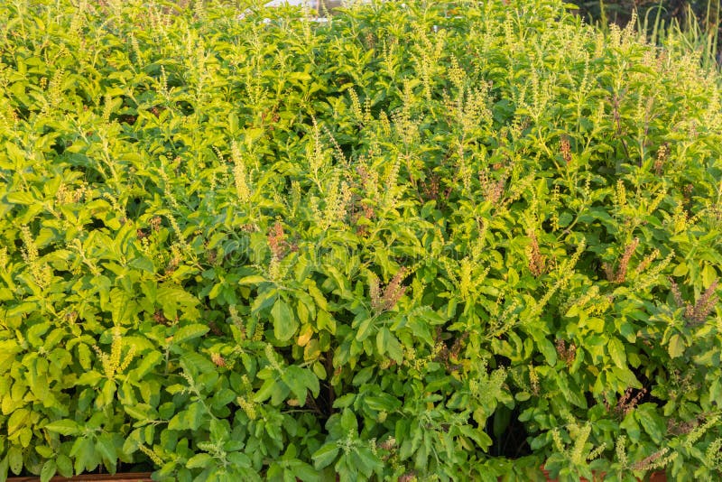 Fresh Sweet Basil, Thai Basil Tree Stock Image - Image of flora ...