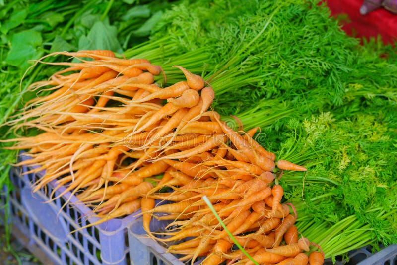 Fresh and Sweet Carrot in the Vegetable Market Stock Photo - Image of ...