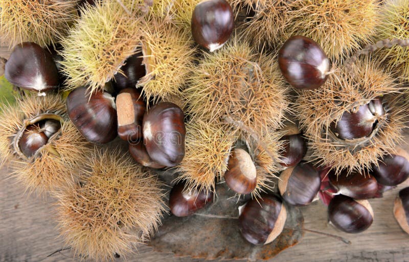Fresh Sweet Chestnuts on a Plank Stock Image - Image of natural ...