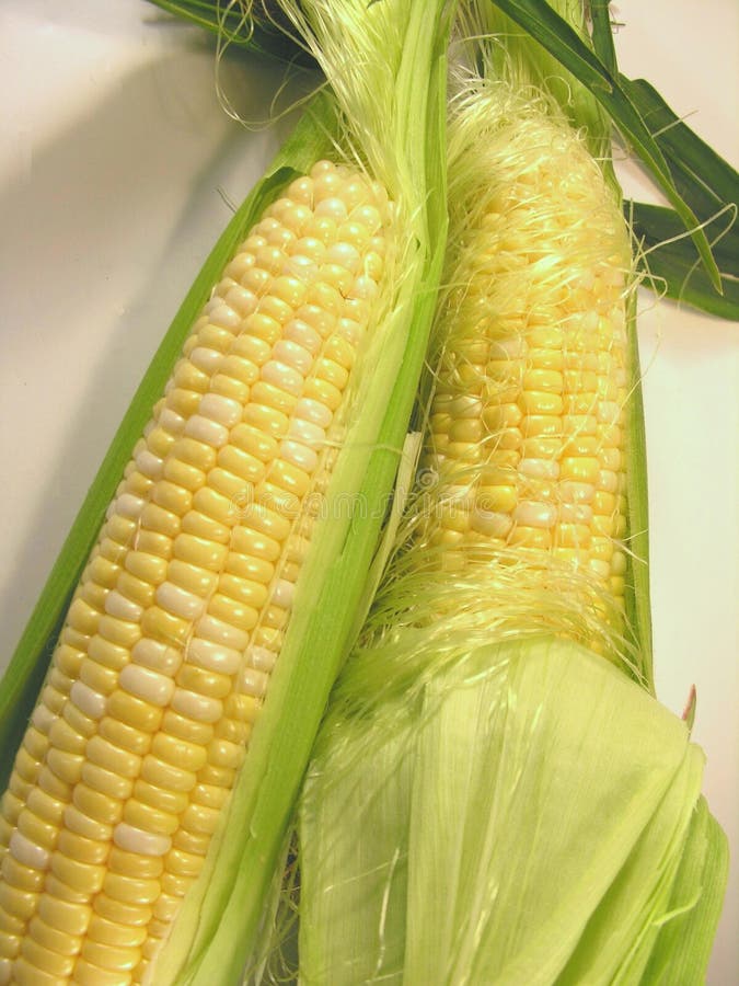 Fresh sweet corn stock photo. Image of snack, meals, plant - 1276504