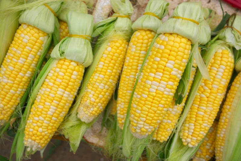 Fresh sweet corn stock image. Image of appetizing, cooking - 23822733
